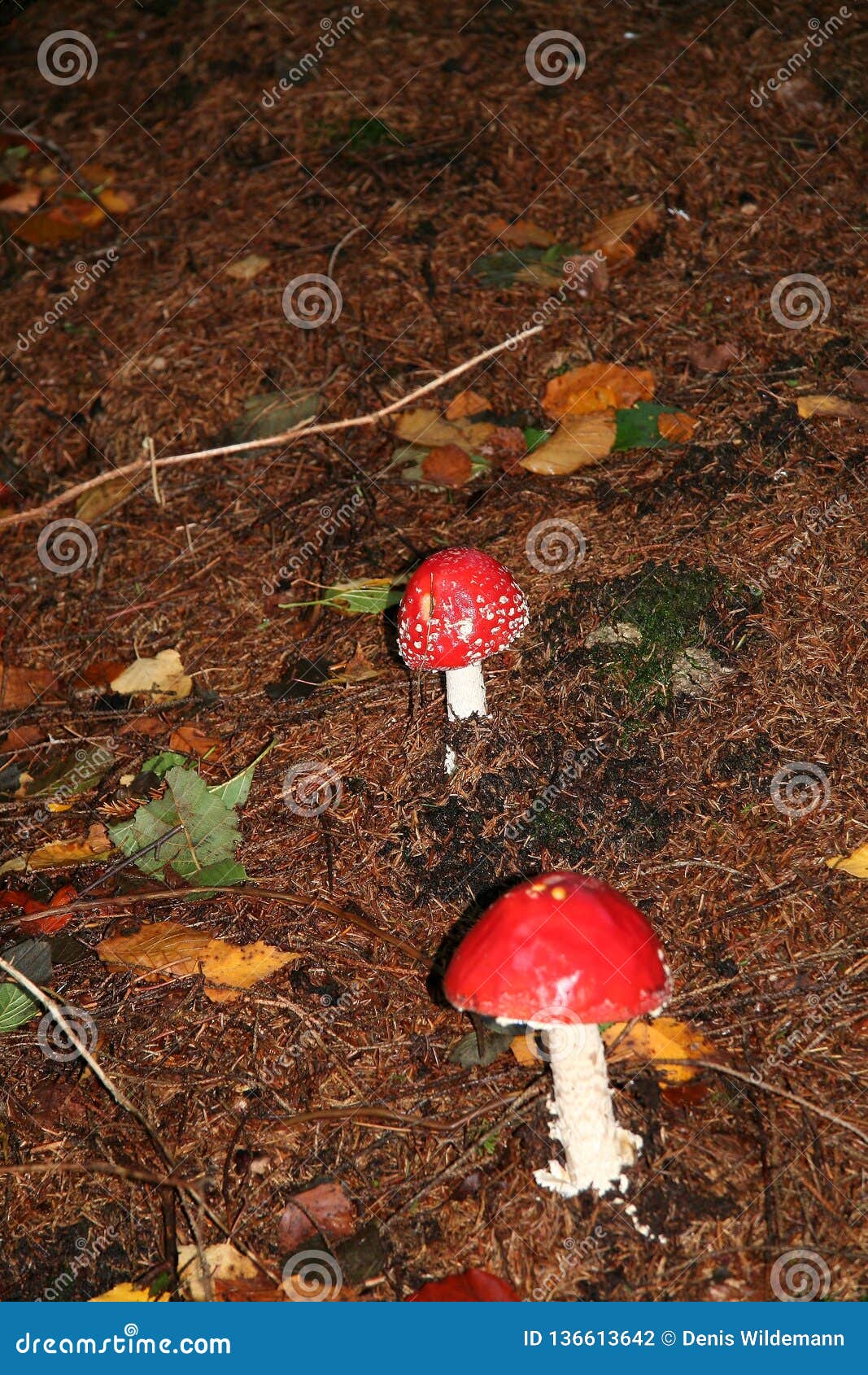 One Big Red and Many Small Toadstools Stock Photo - Image of amanita ...
