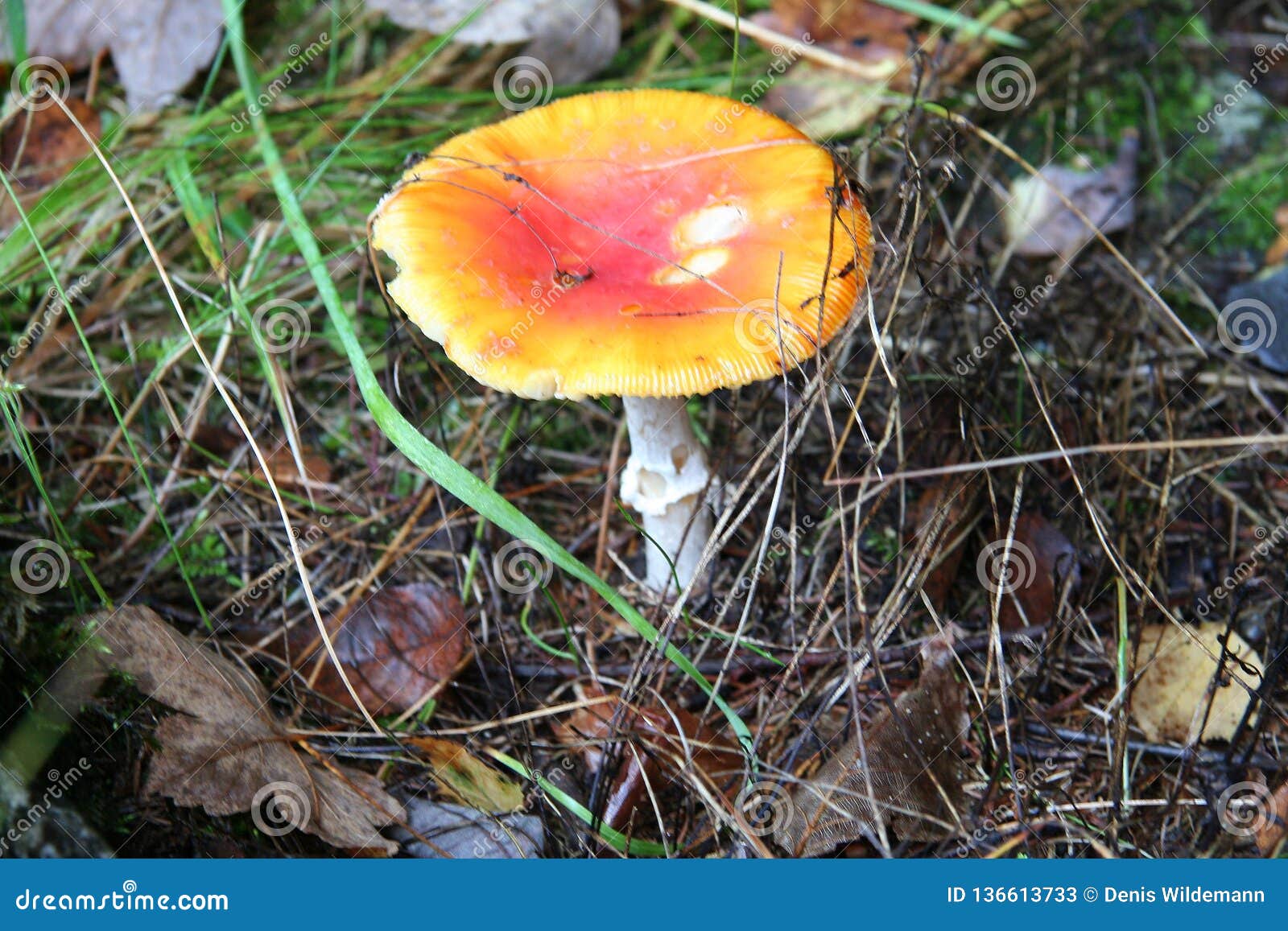 One Big Red and Many Small Toadstools Stock Image - Image of plants ...