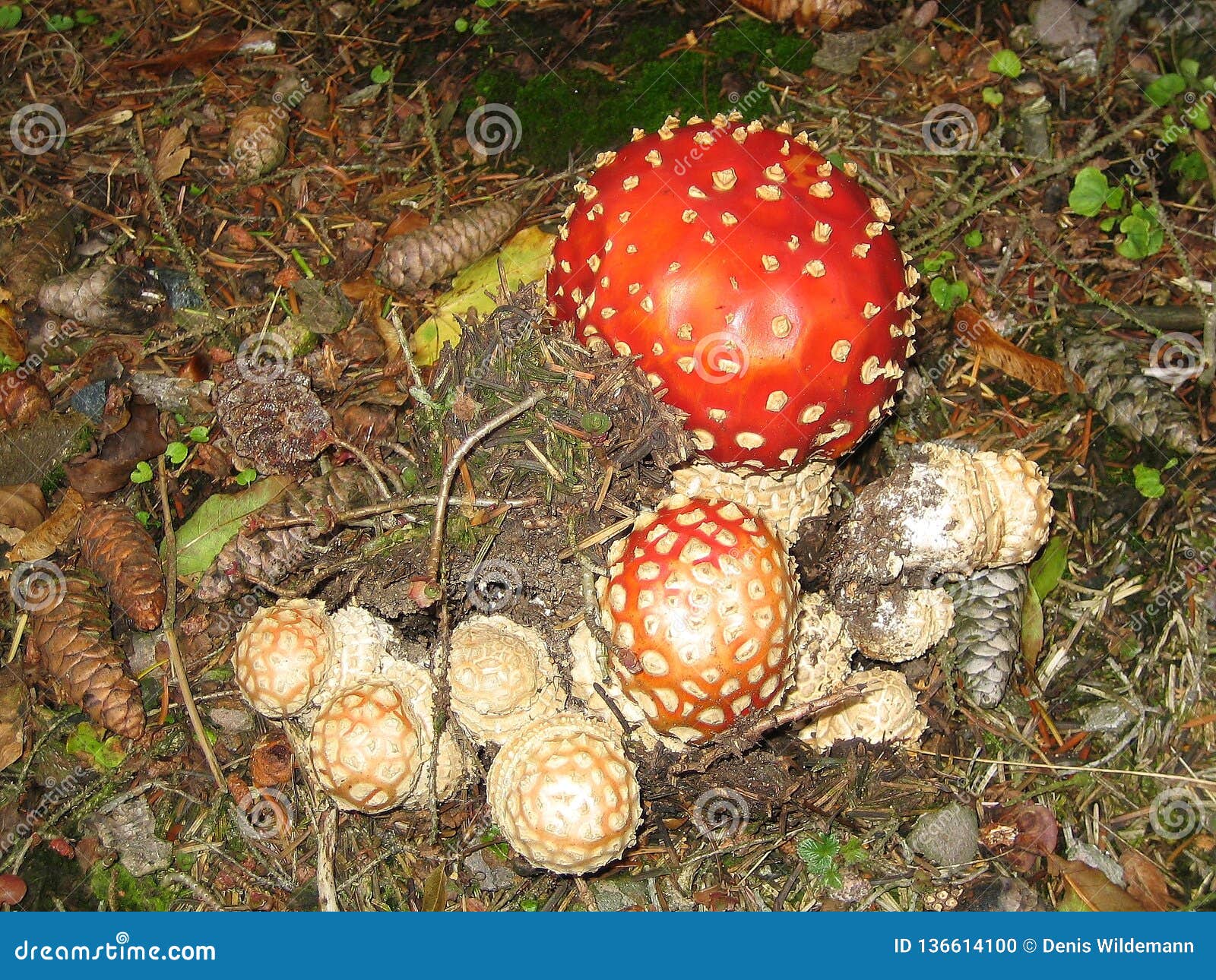 One Big Red and Many Small Toadstools Stock Photo - Image of plants ...