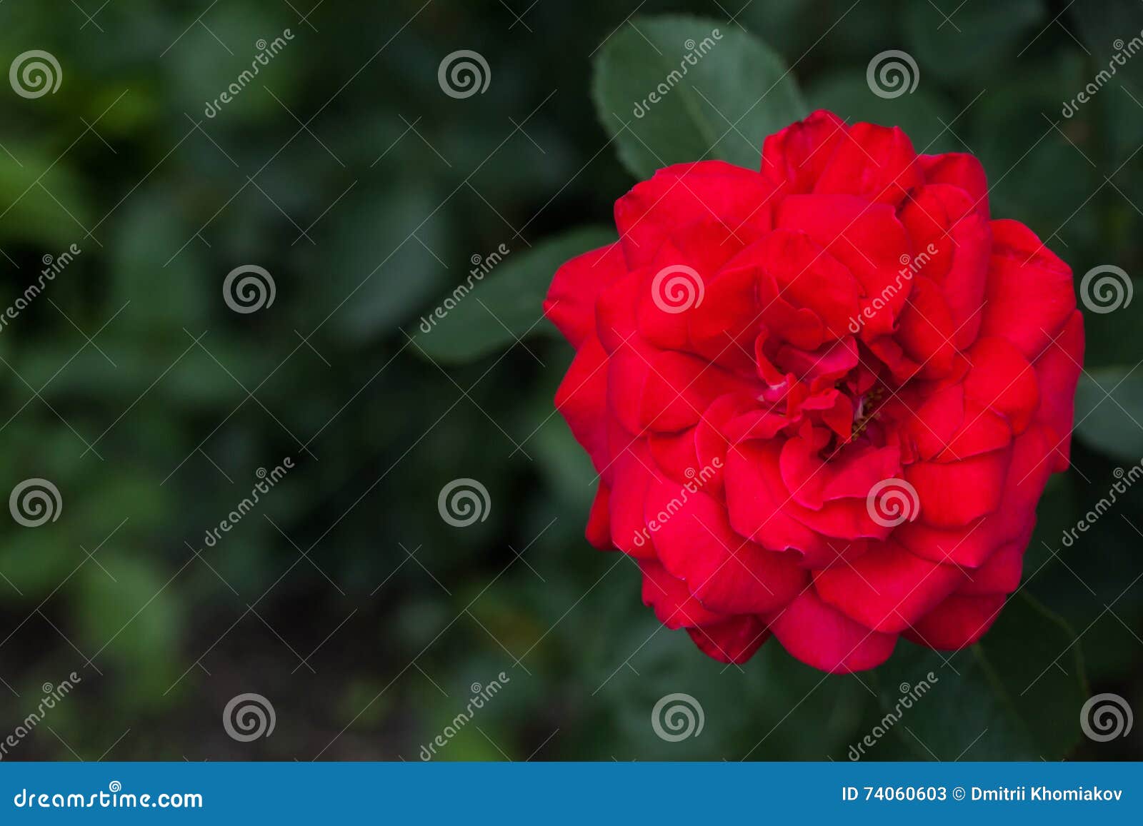 One Big Red Rose in Garden, Top View, Copyspace Stock Image - Image of ...