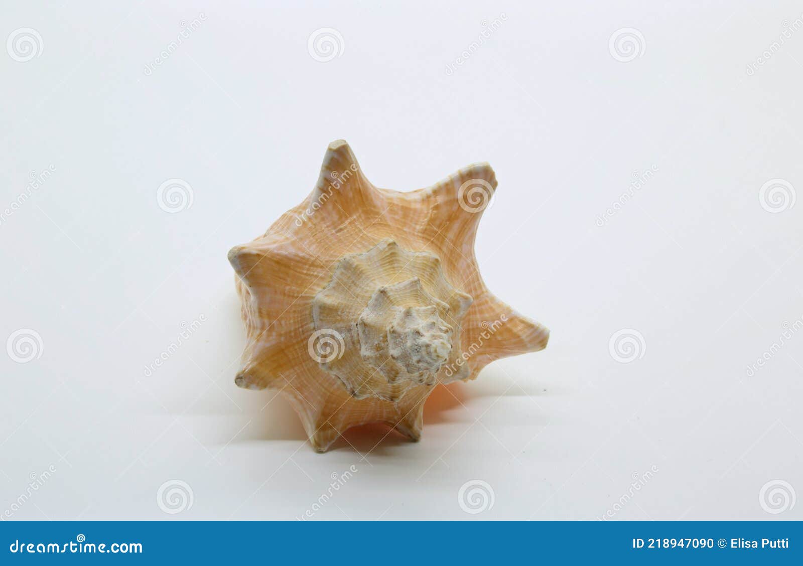 One Big Seashell Isolated on White Back Ground Stock Photo - Image of ...