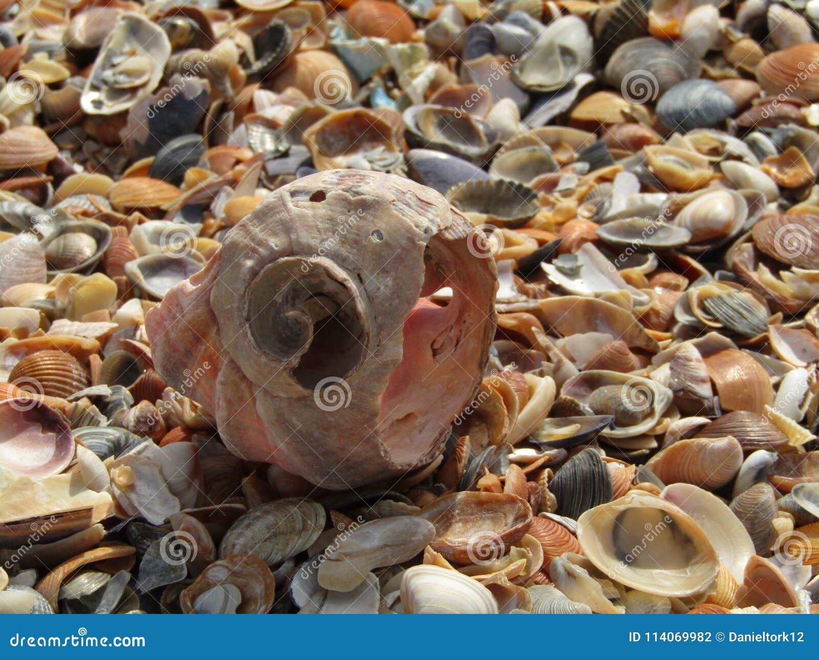 One Big Seashell and More Small Shells Stock Photo - Image of seashells ...