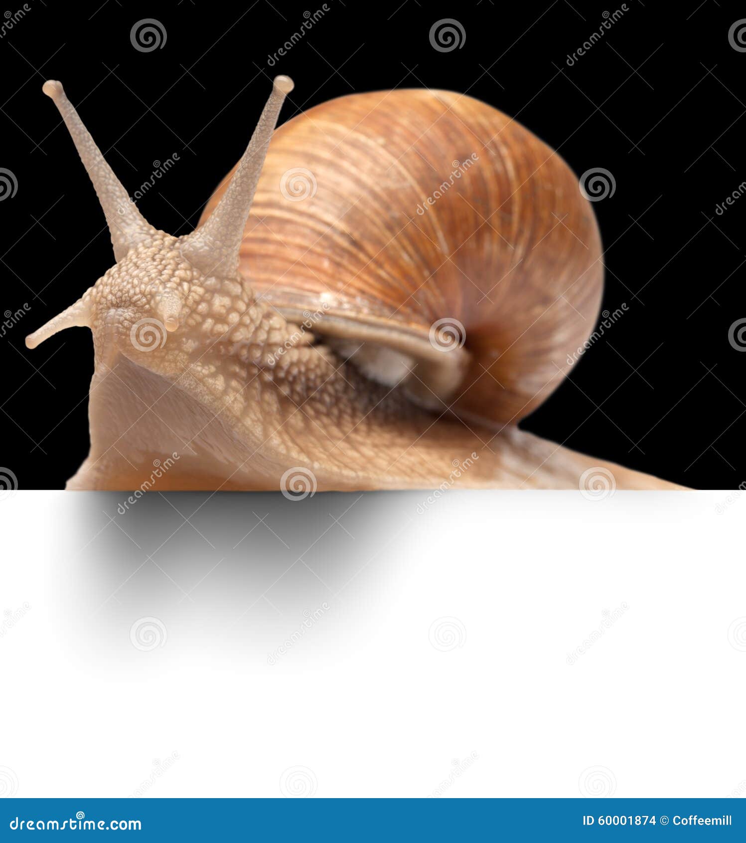 One big snail stock photo. Image of helix, mollusks, slimy - 60001874