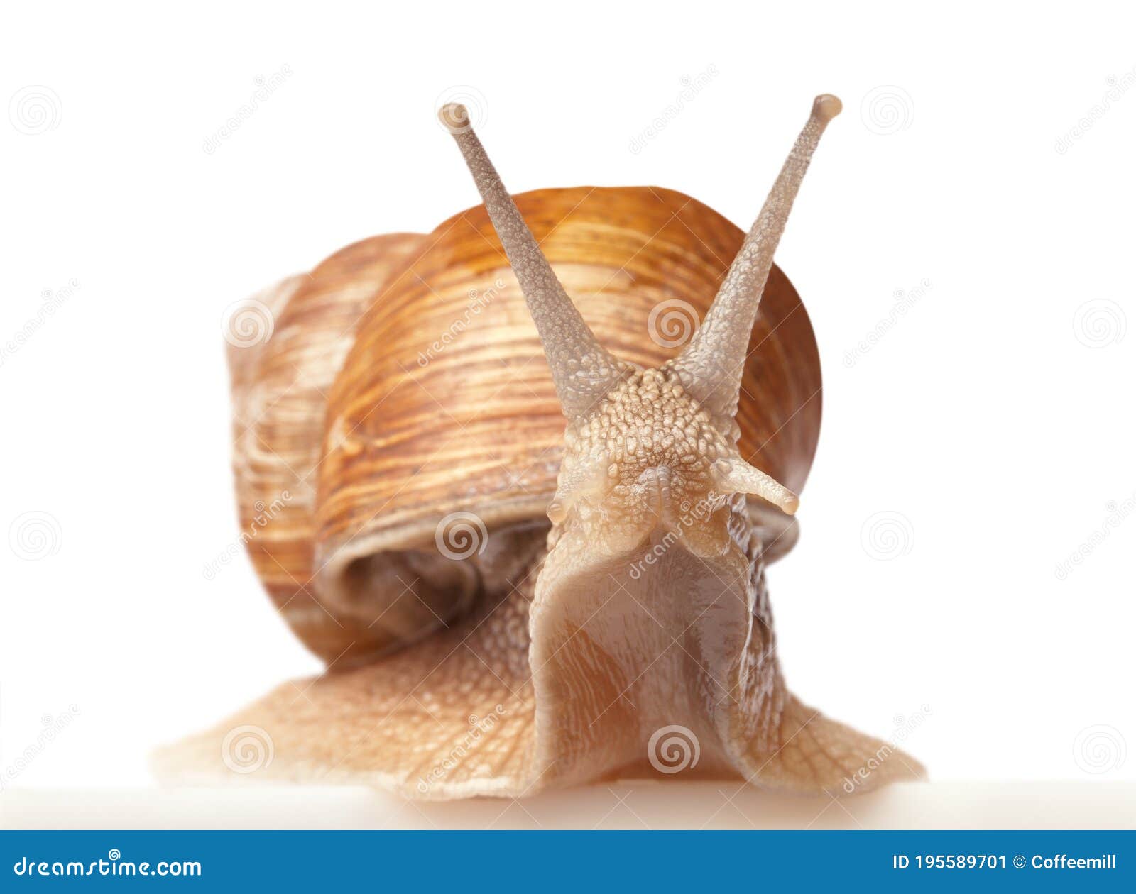 One big snail stock image. Image of univalve, bright - 195589701