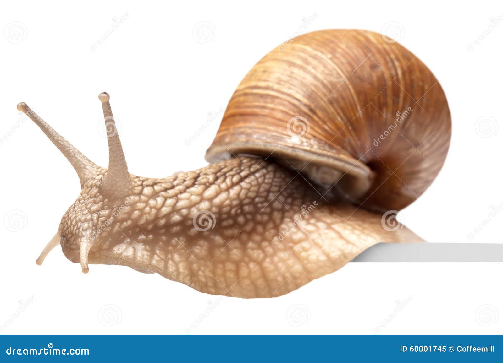 One big snail stock image. Image of disgusting, nature - 60001745