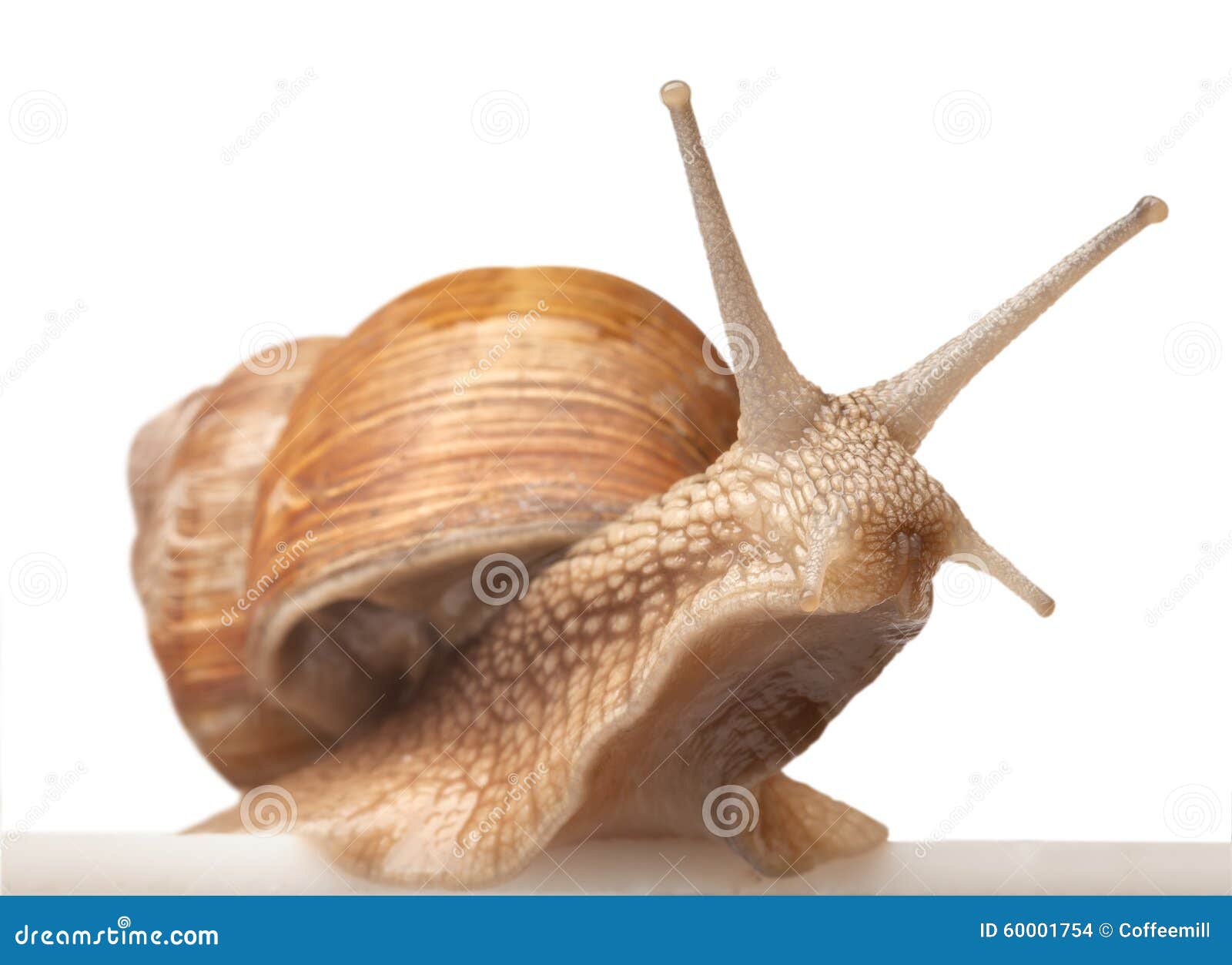 One big snail stock photo. Image of movement, molluscs - 60001754