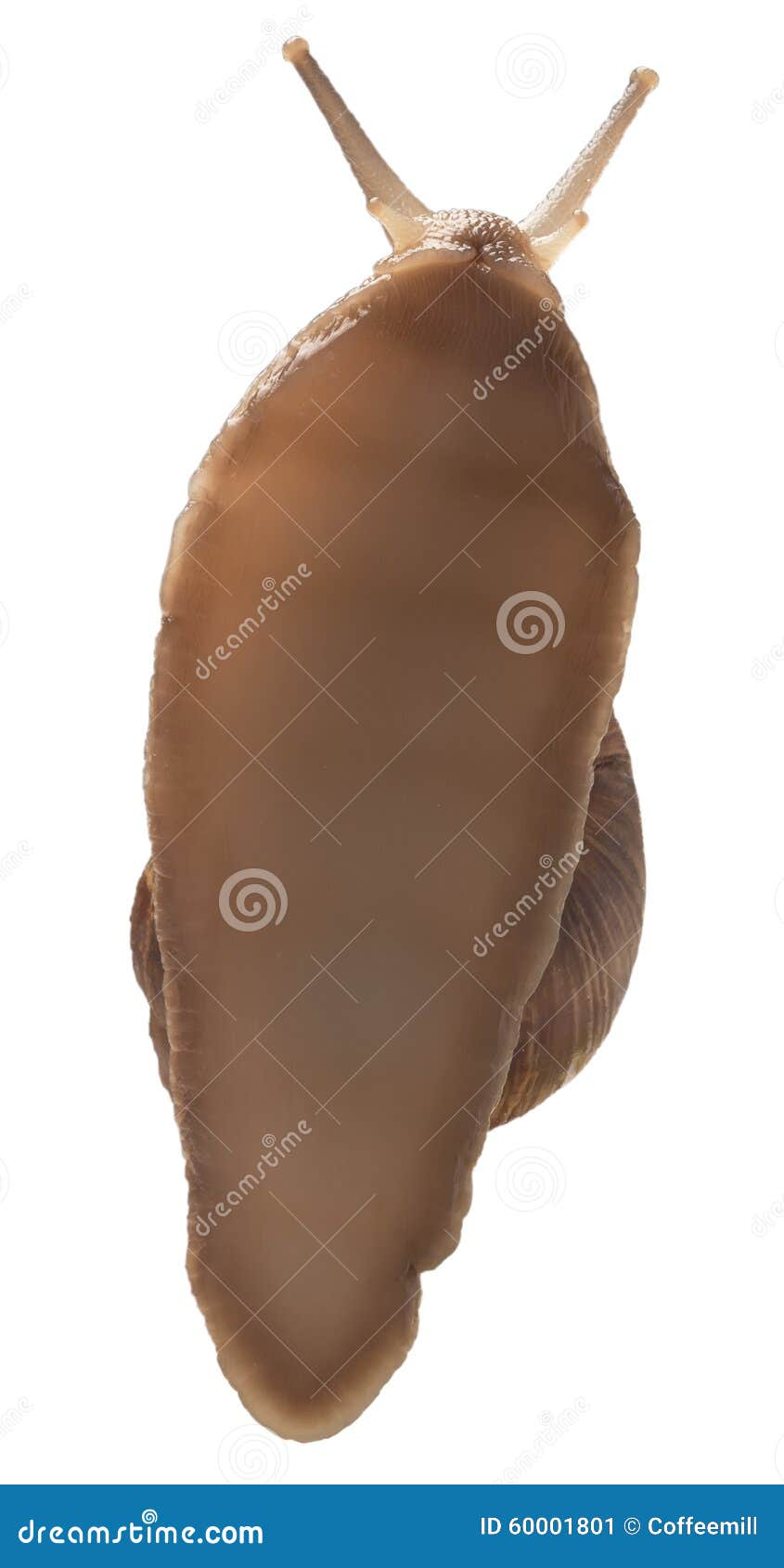 One big snail stock image. Image of cute, closeup, animal - 60001801