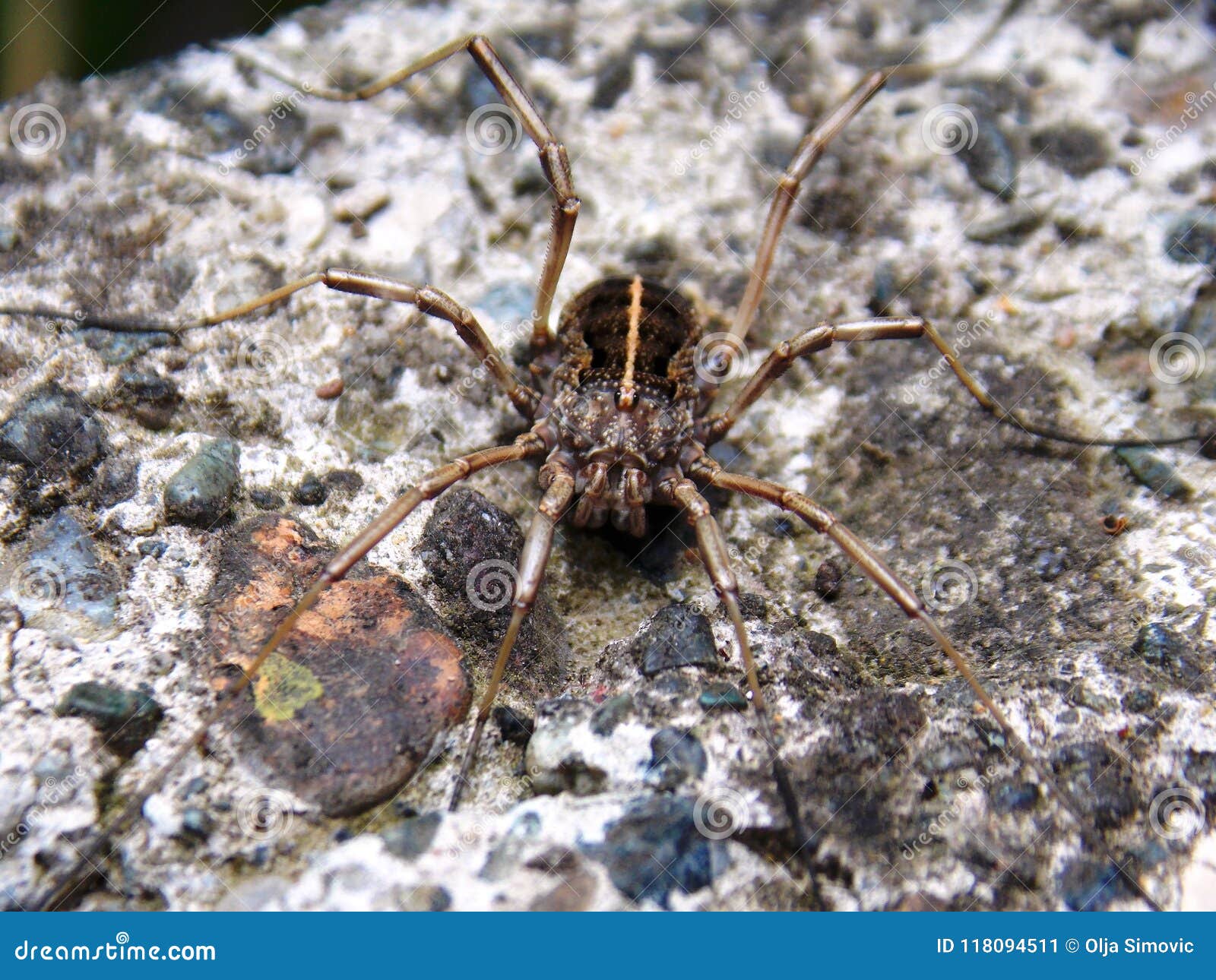 Big spider on concrete stock image. Image of concrete - 118094511