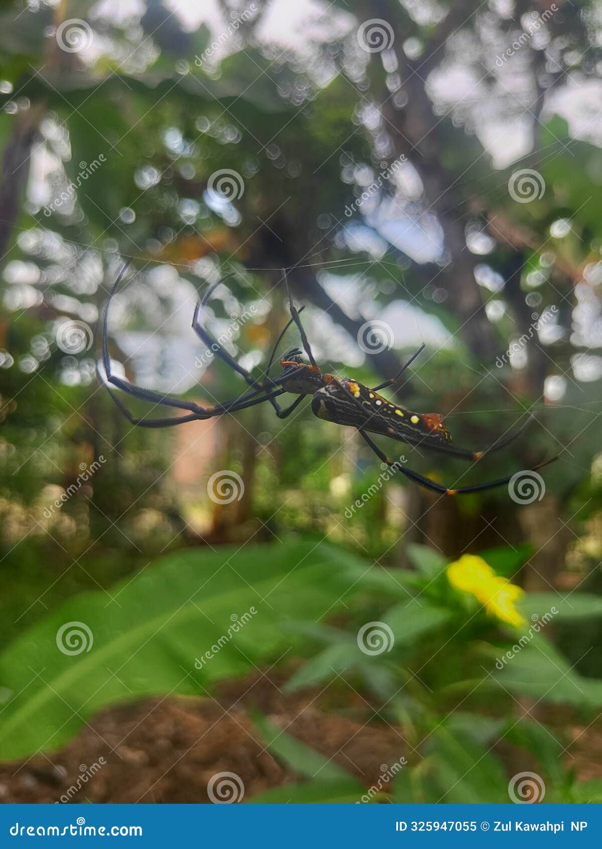One Big Spider Crawling on Its Web Stock Image - Image of grass, jungle ...