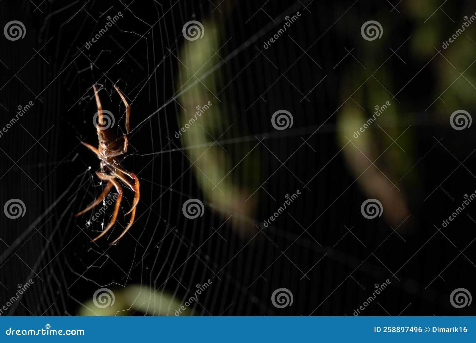 One big spider on web stock photo. Image of cobweb, toxic - 258897496