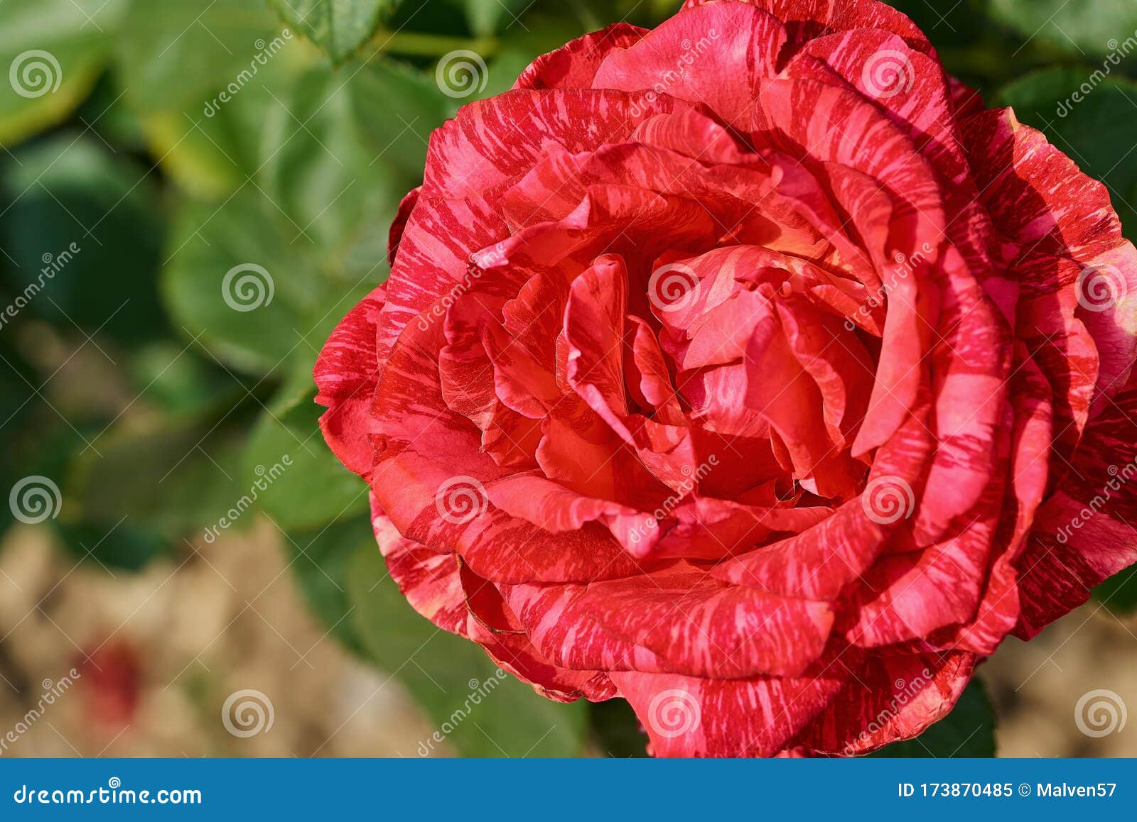 One big spotted red rose stock image. Image of natural - 173870485