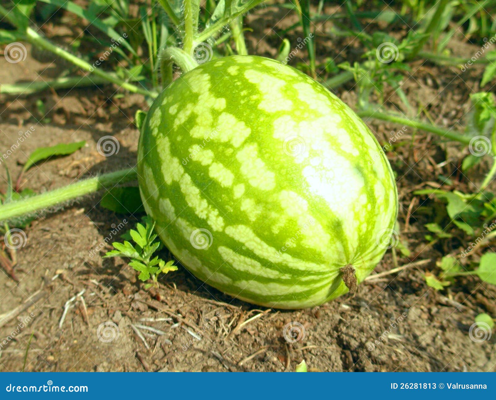 One big striped watermelon stock image. Image of grow - 26281813