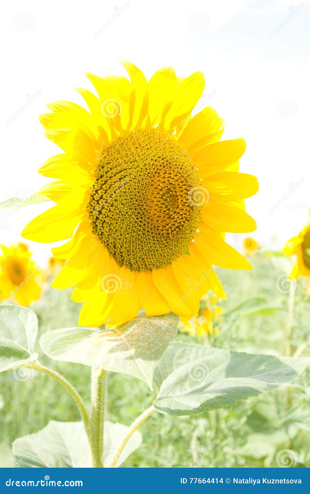 One big sunflower stock photo. Image of yellow, seed - 77664414