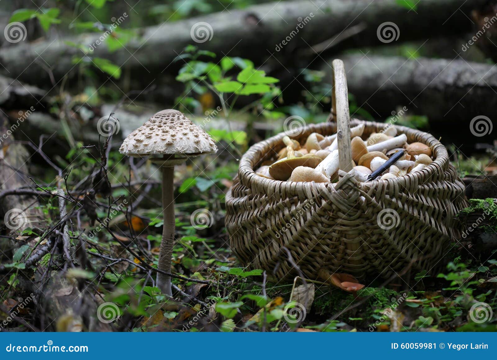 One big toadstool closeup stock image. Image of summer - 60059981