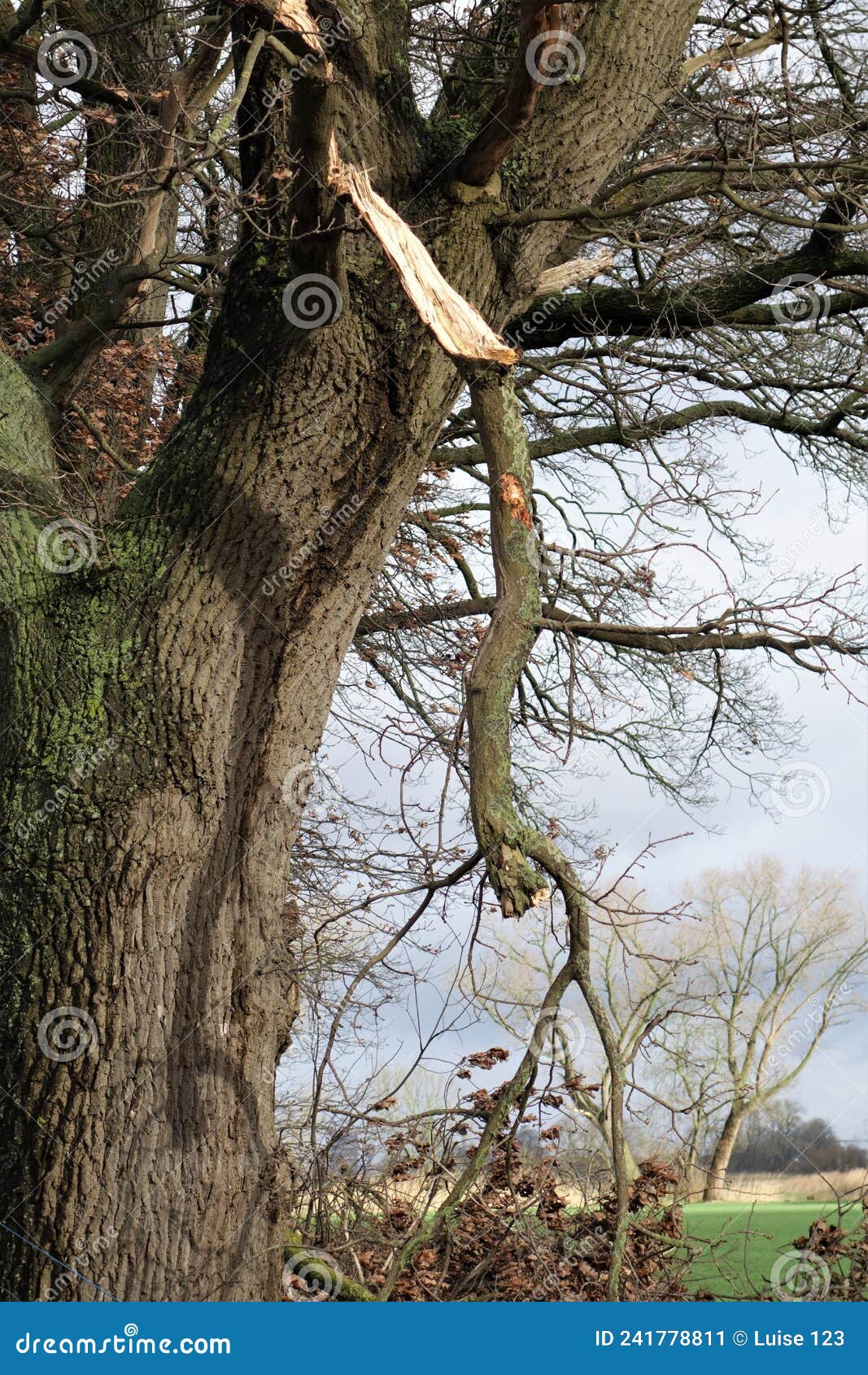 One Big Tree with a Broken Branch Stock Image - Image of tree, windy ...