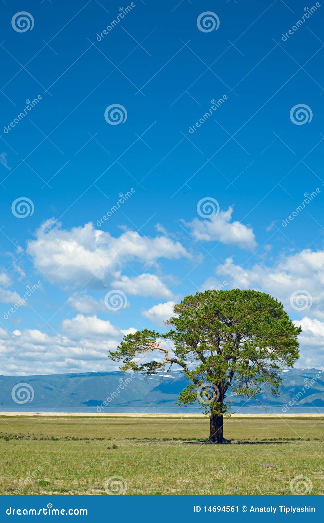 One Big Tree on Green Field Stock Image - Image of mountains, landscape ...