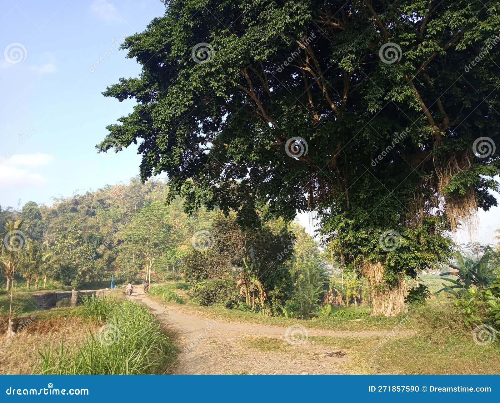 One Big Tree Grows on the Side of the Road Stock Photo - Image of ...