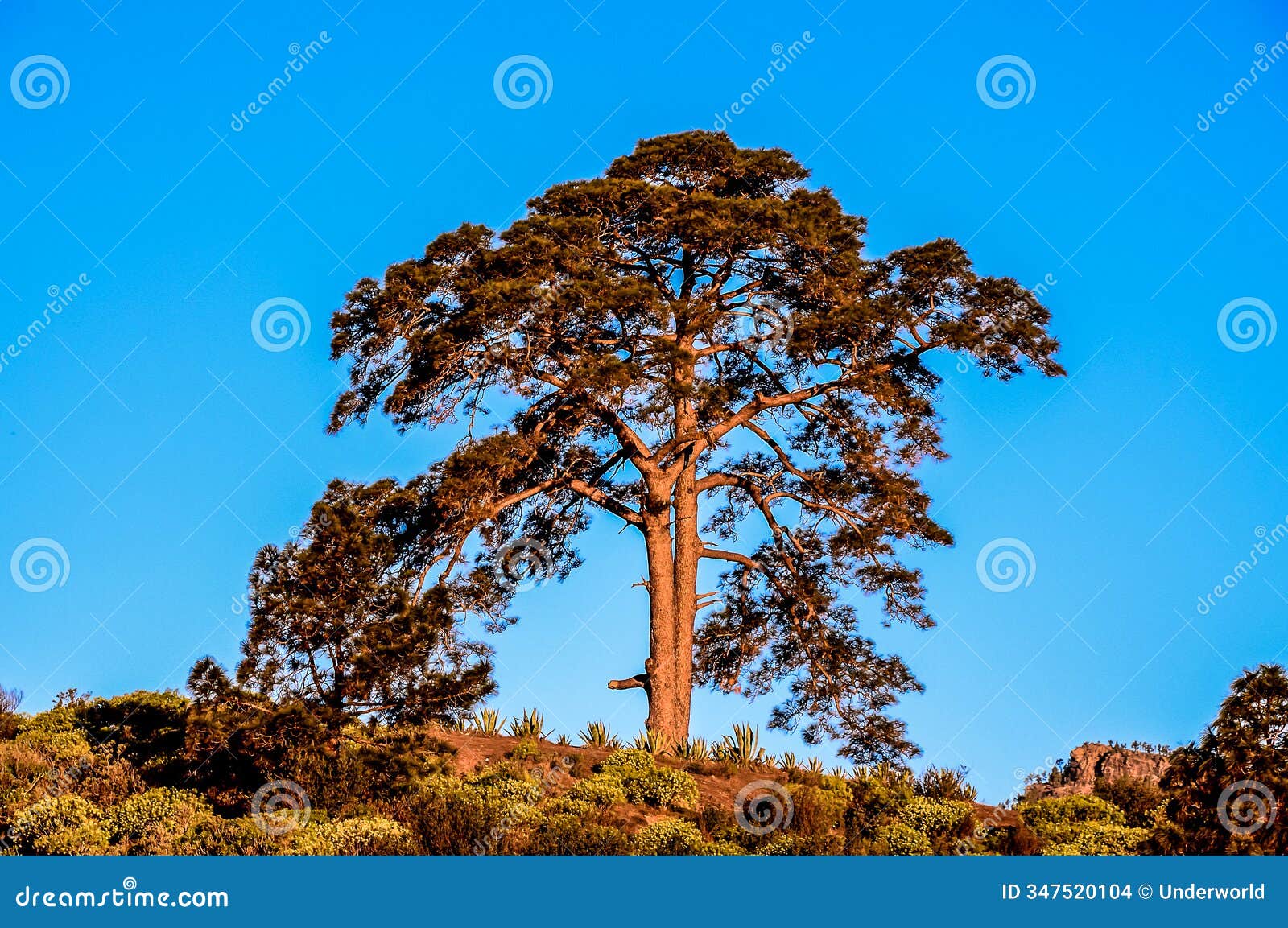 One Big Tree stock photo. Image of lonely, hill, tree - 347520104