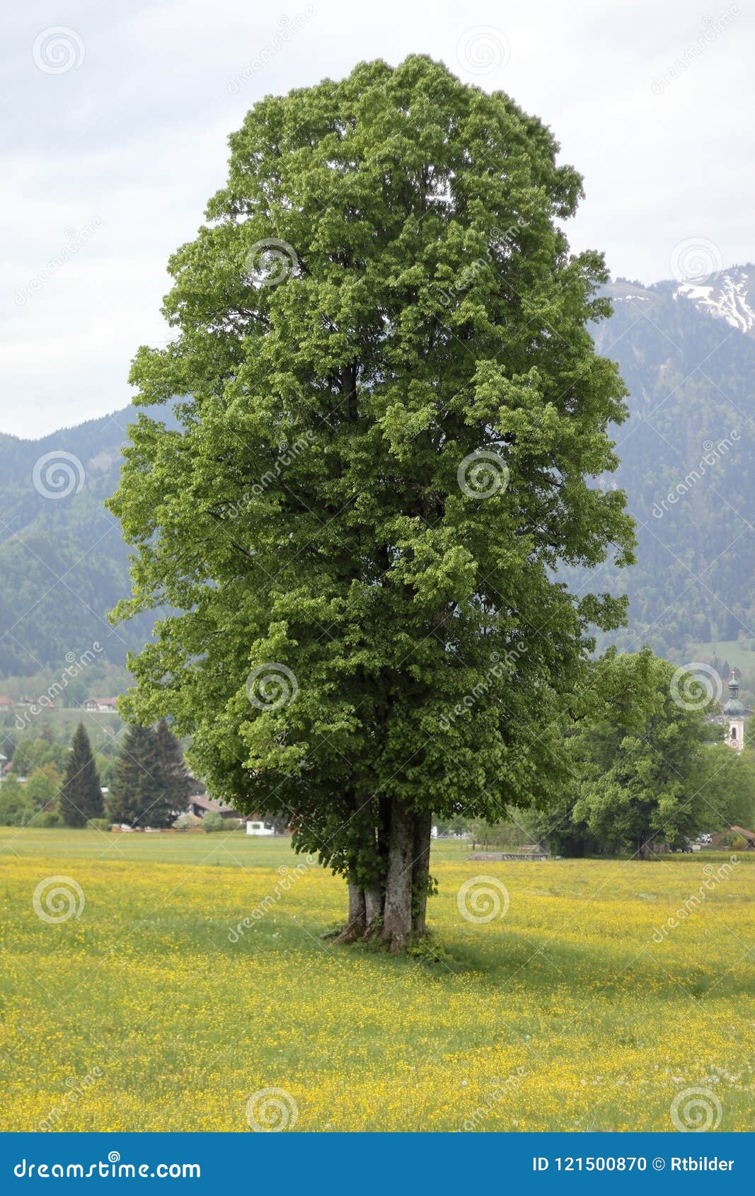 One big tree at spring stock photo. Image of tree, extract - 121500870