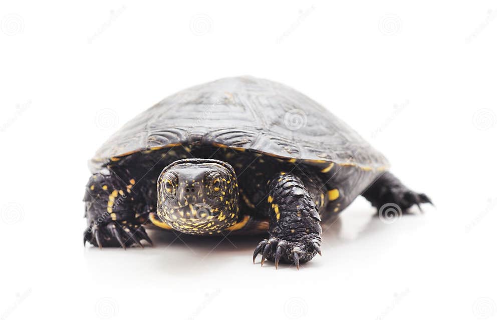 One big turtle stock photo. Image of endurance, wildlife - 144871674