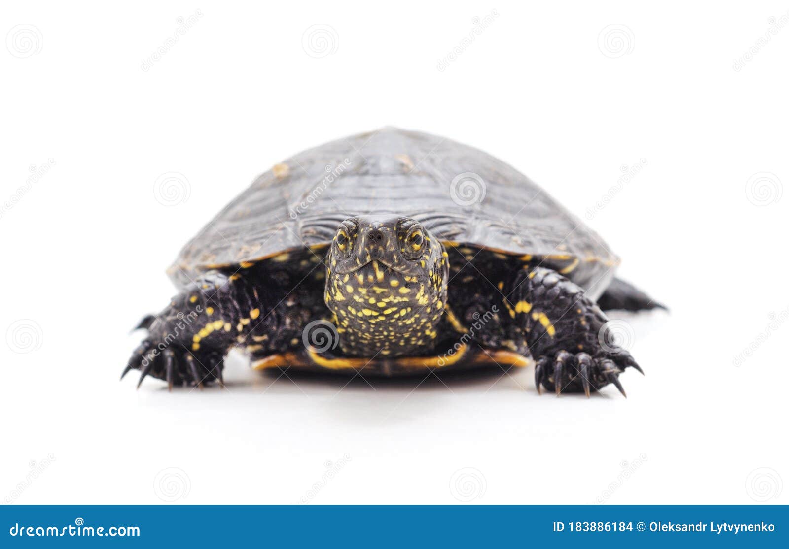 One big turtle stock photo. Image of outdoors, animal - 183886184