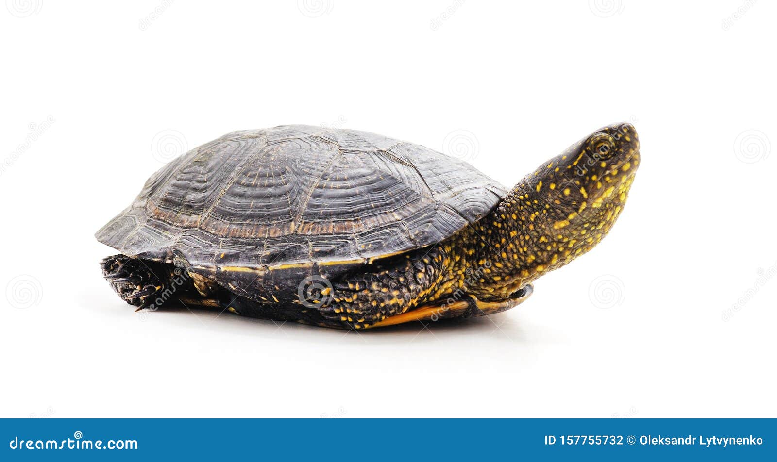One big turtle stock photo. Image of wild, small, biology - 157755732