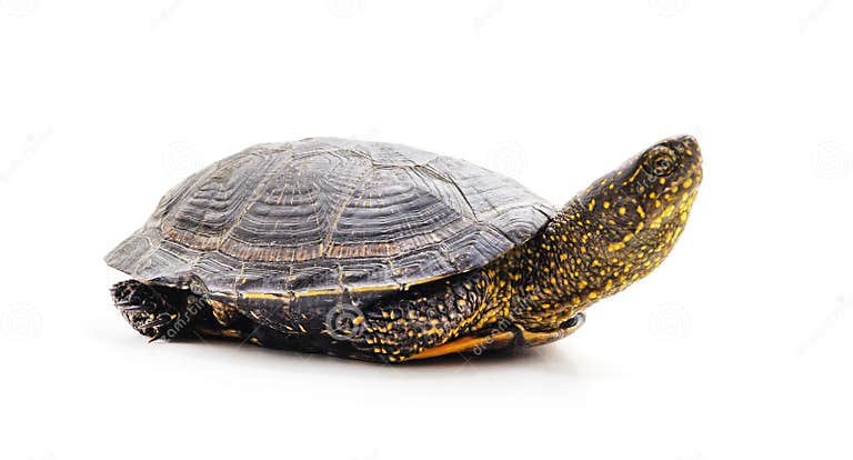 One big turtle stock photo. Image of wild, small, biology - 157755732