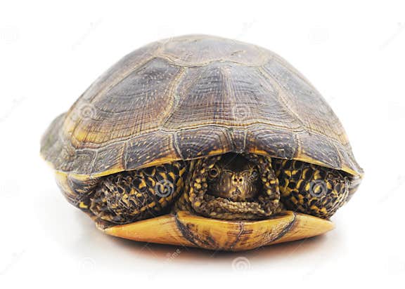 One big turtle stock photo. Image of walking, safety - 151055204