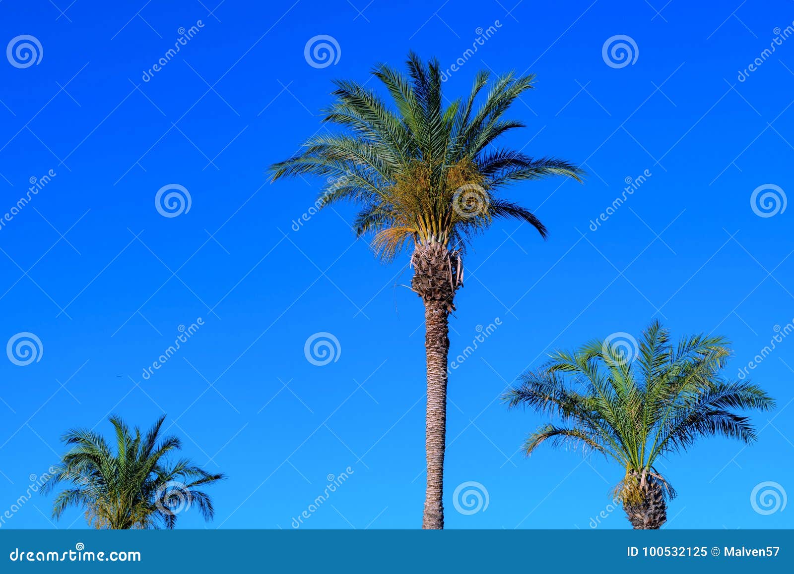 Three fluffy palm trees stock image. Image of trunk - 100532125