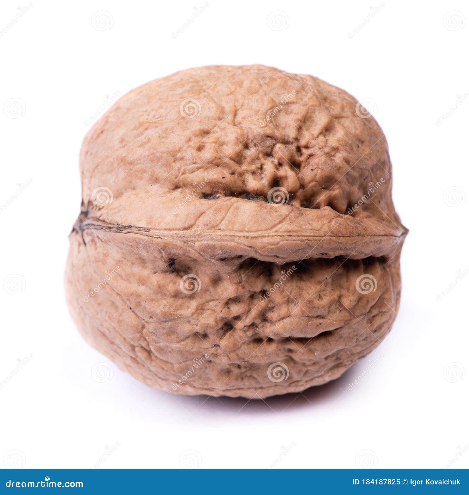 One big walnut stock image. Image of isolated, aliment - 184187825