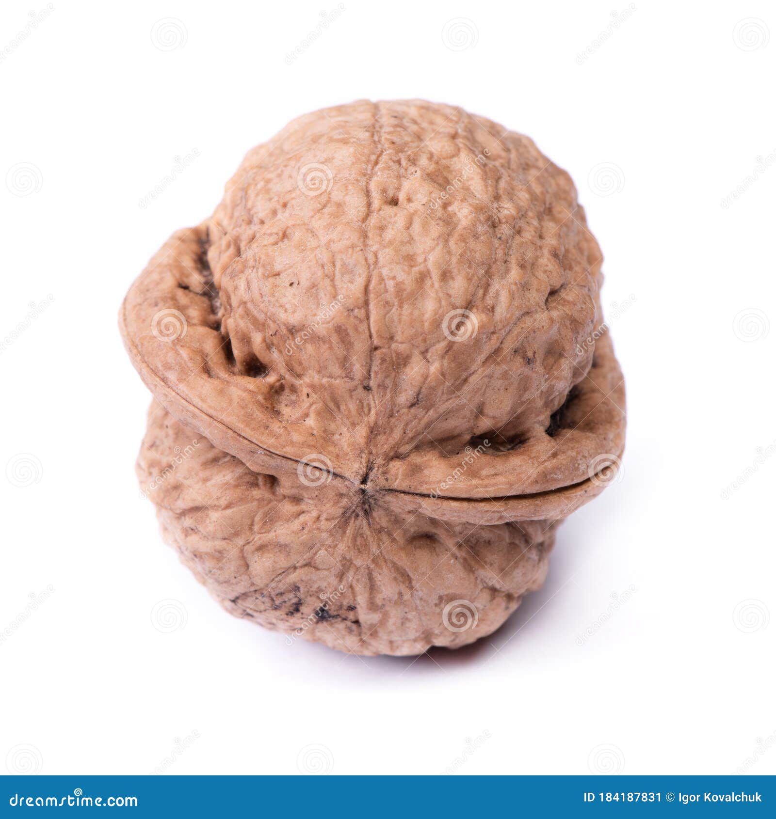 One big walnut stock image. Image of closeup, nature - 184187831