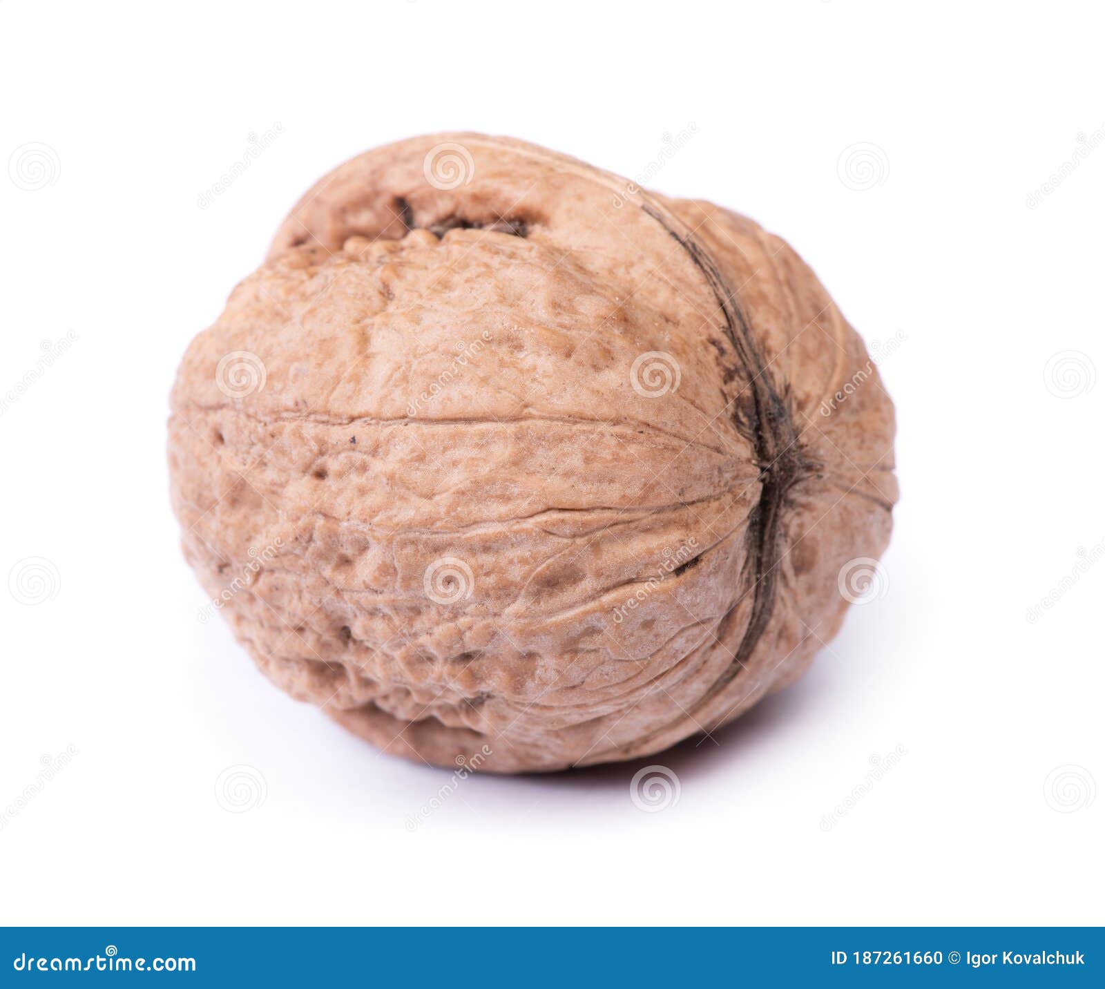 One big walnut stock photo. Image of nutshell, nutrition - 187261660