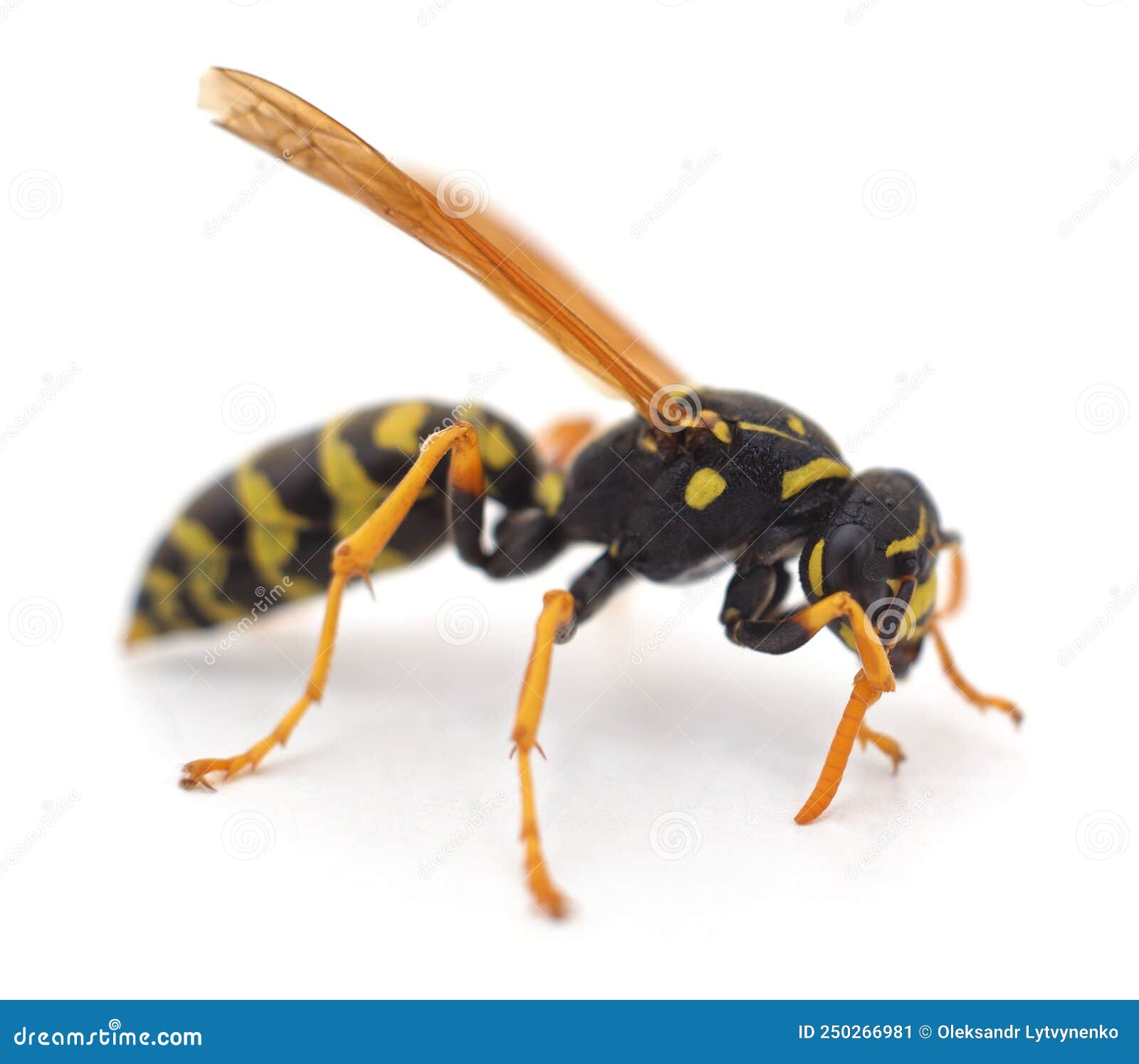 One big wasp stock image. Image of insect, small, nature - 250266981