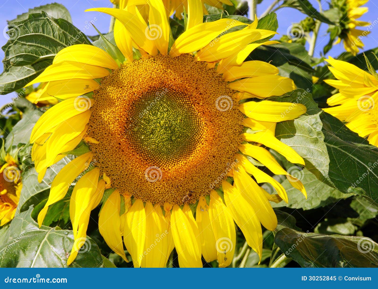 One Large Sunflower stock image. Image of round, sunflower - 30252845