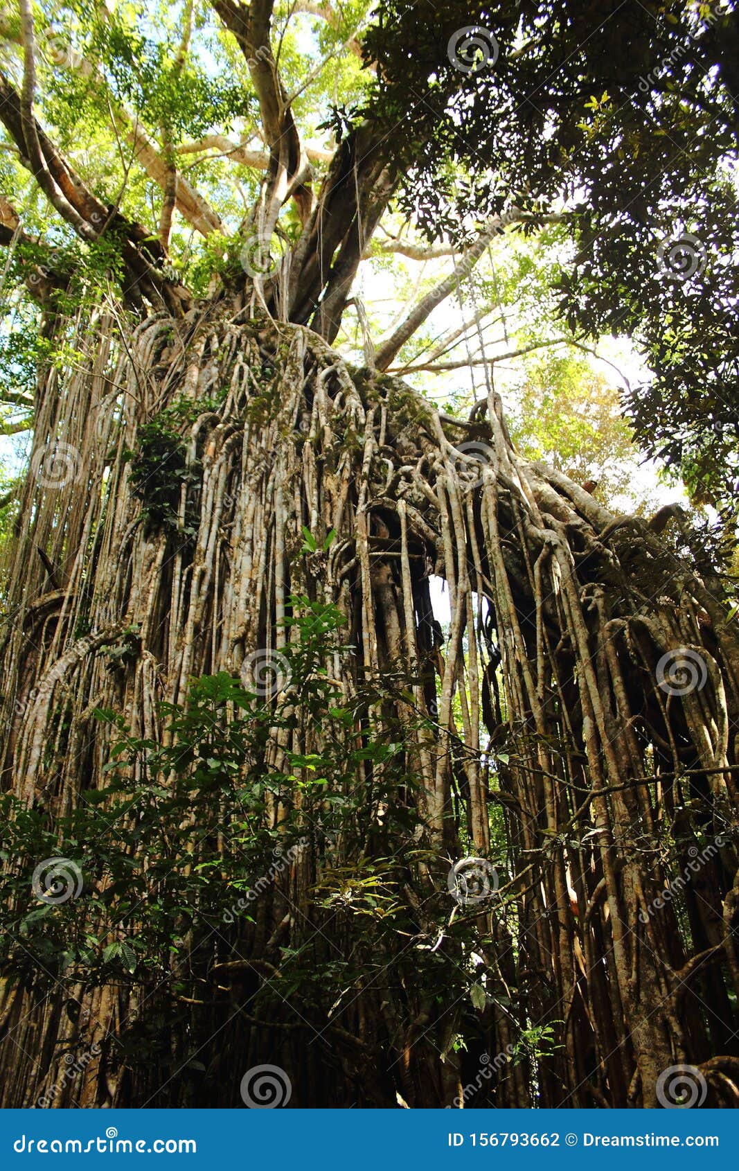 Giant Fig Tree in Australia Stock Photo - Image of pretty, tree: 156793662