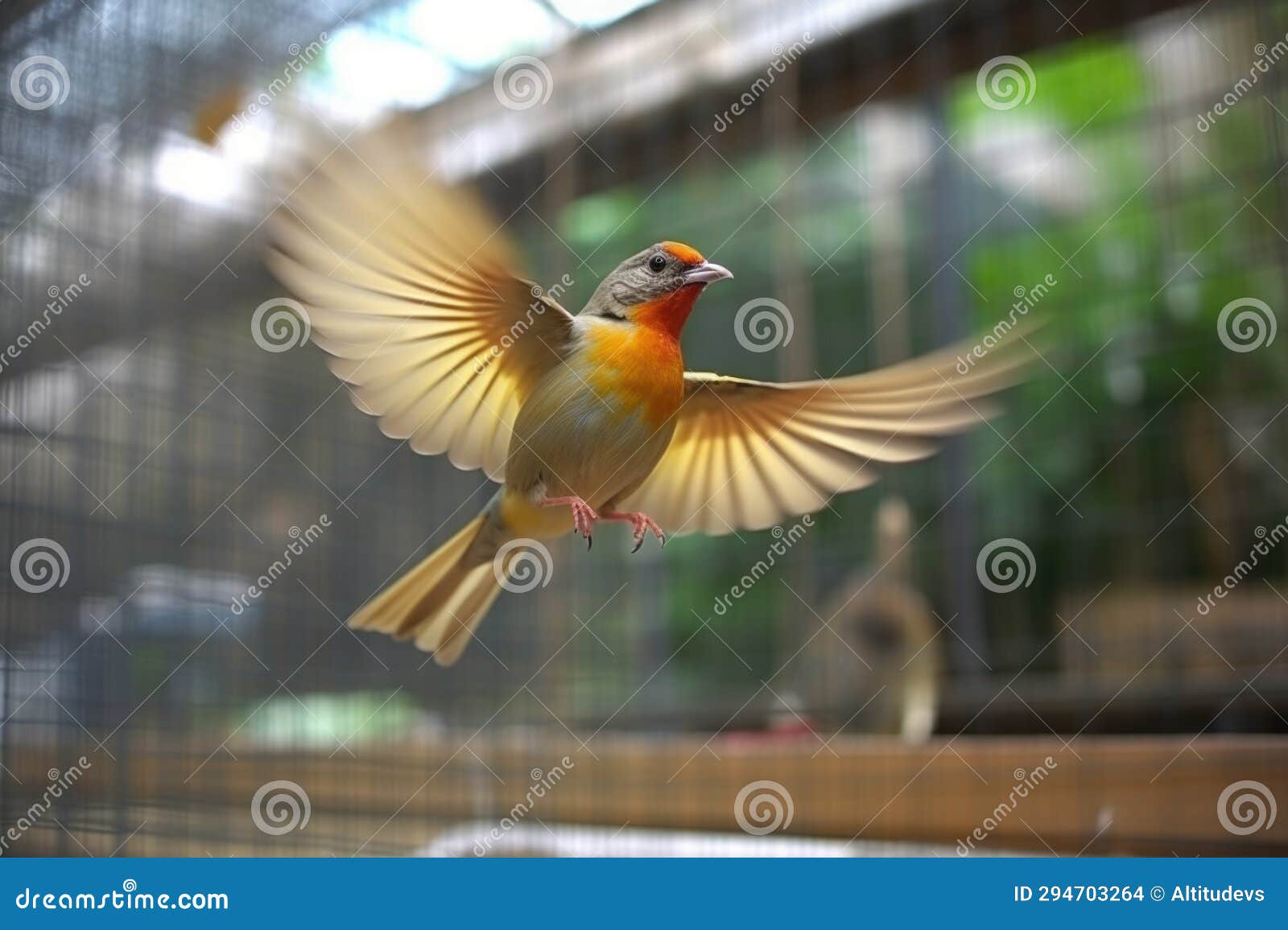 One Bird Inside the Cage, Another Free and Flying Outside Stock Photo ...