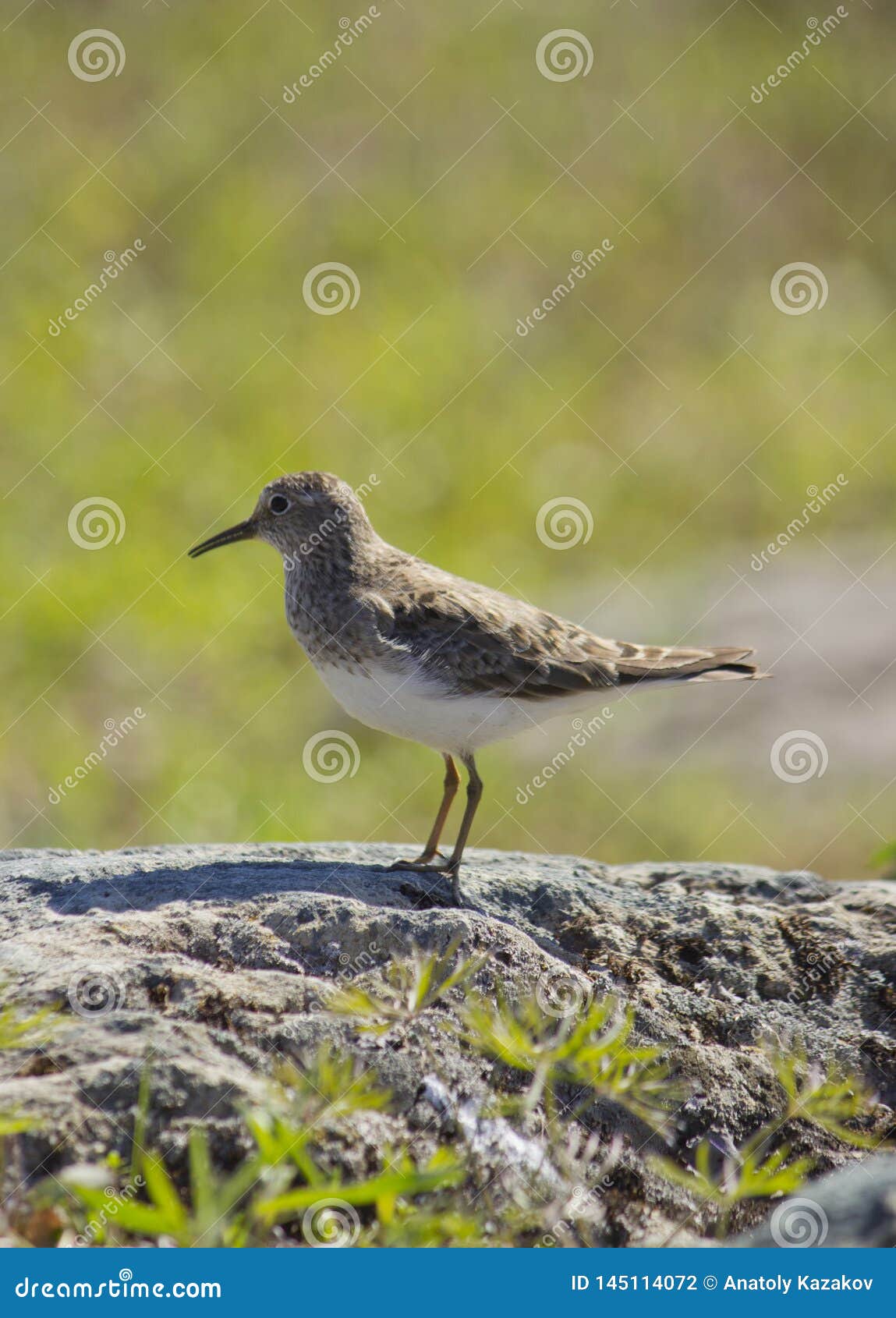 One bird on the rock stock photo. Image of park, europe - 145114072