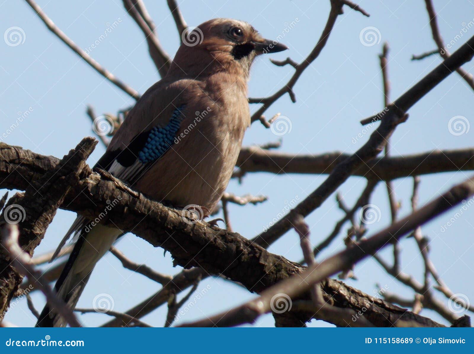 Bird on the tree branch stock image. Image of plant - 115158689