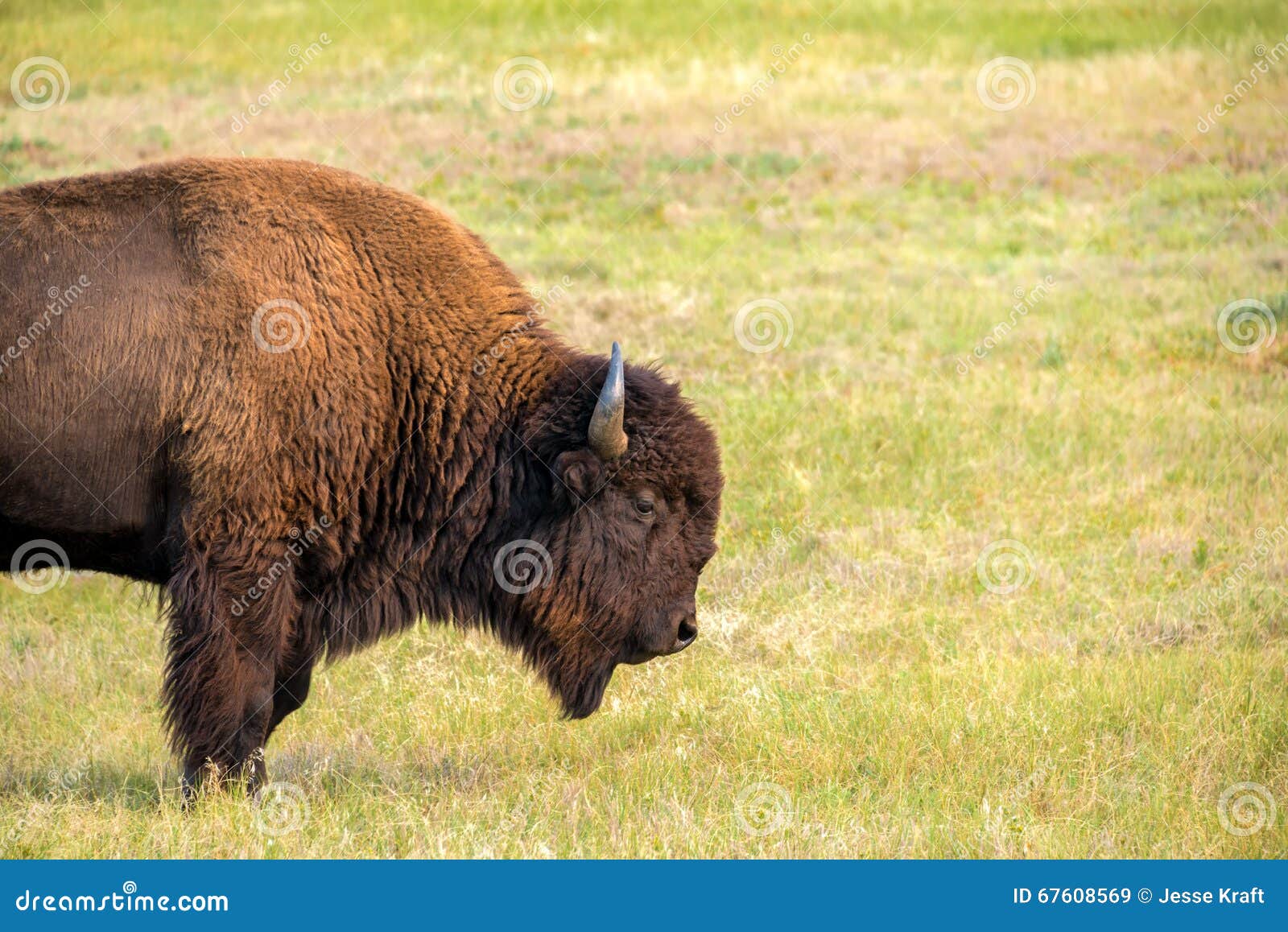 One Bison stock image. Image of grassland, large, america - 67608569