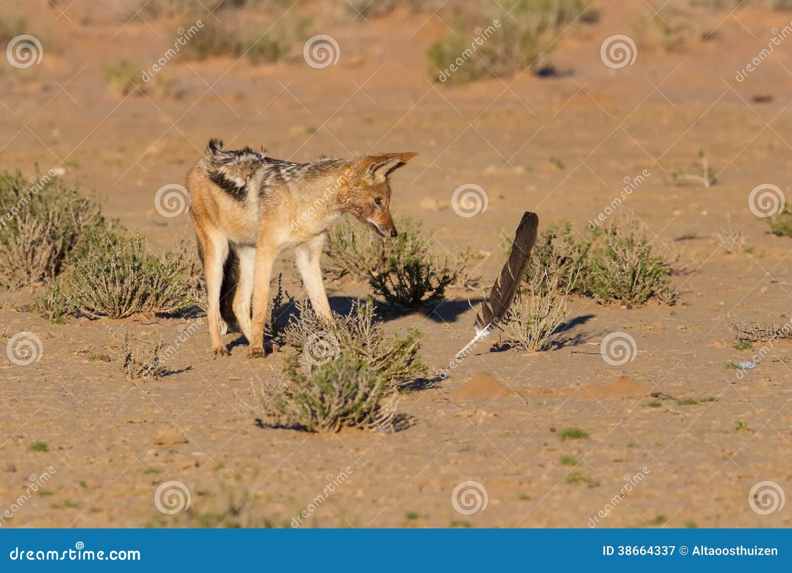 One Black Backed Jackal Play with Large Feather Stock Image - Image of ...