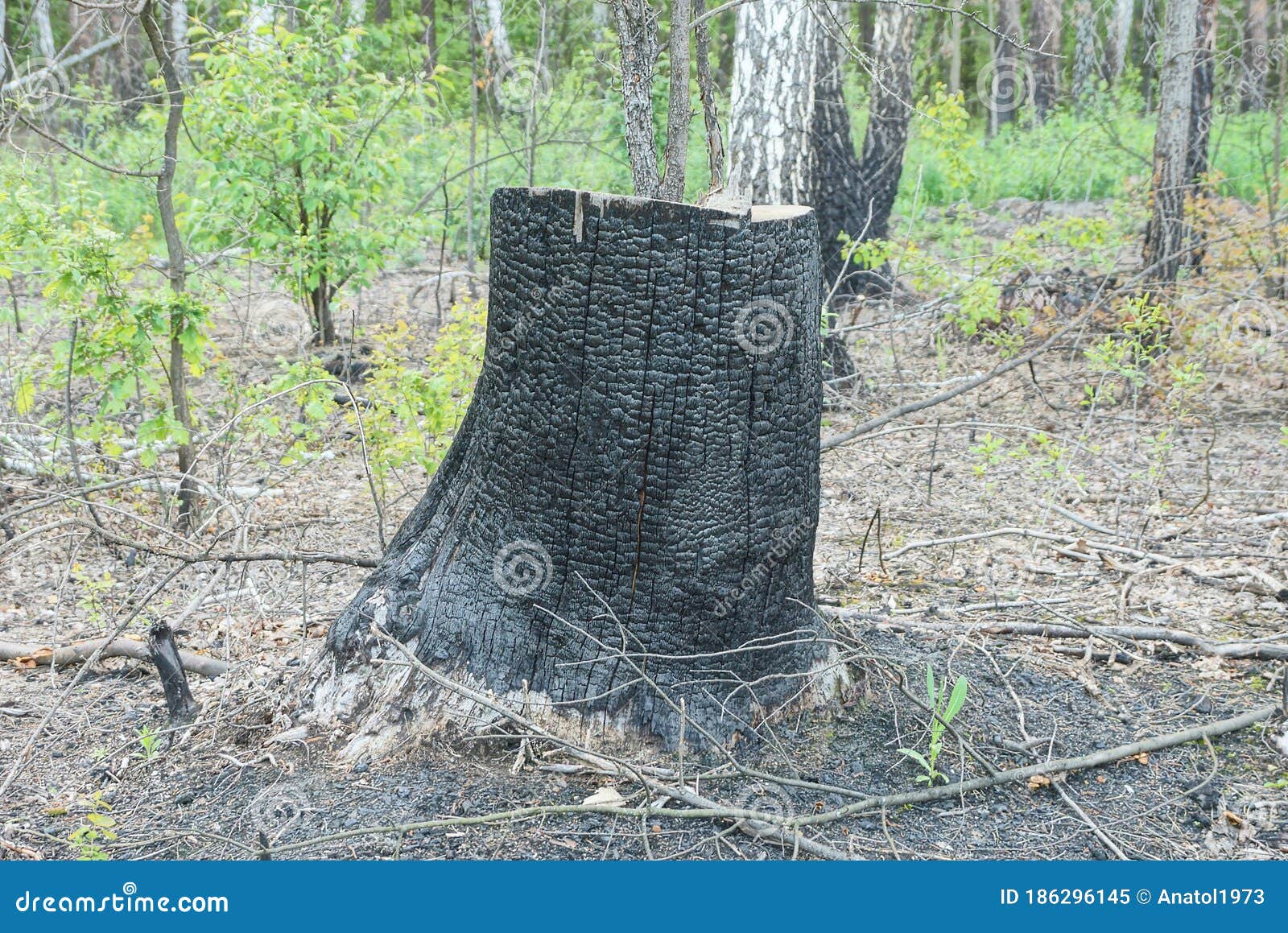 One Black Big Charred Tree Stump Stock Image - Image of gray, ashes ...