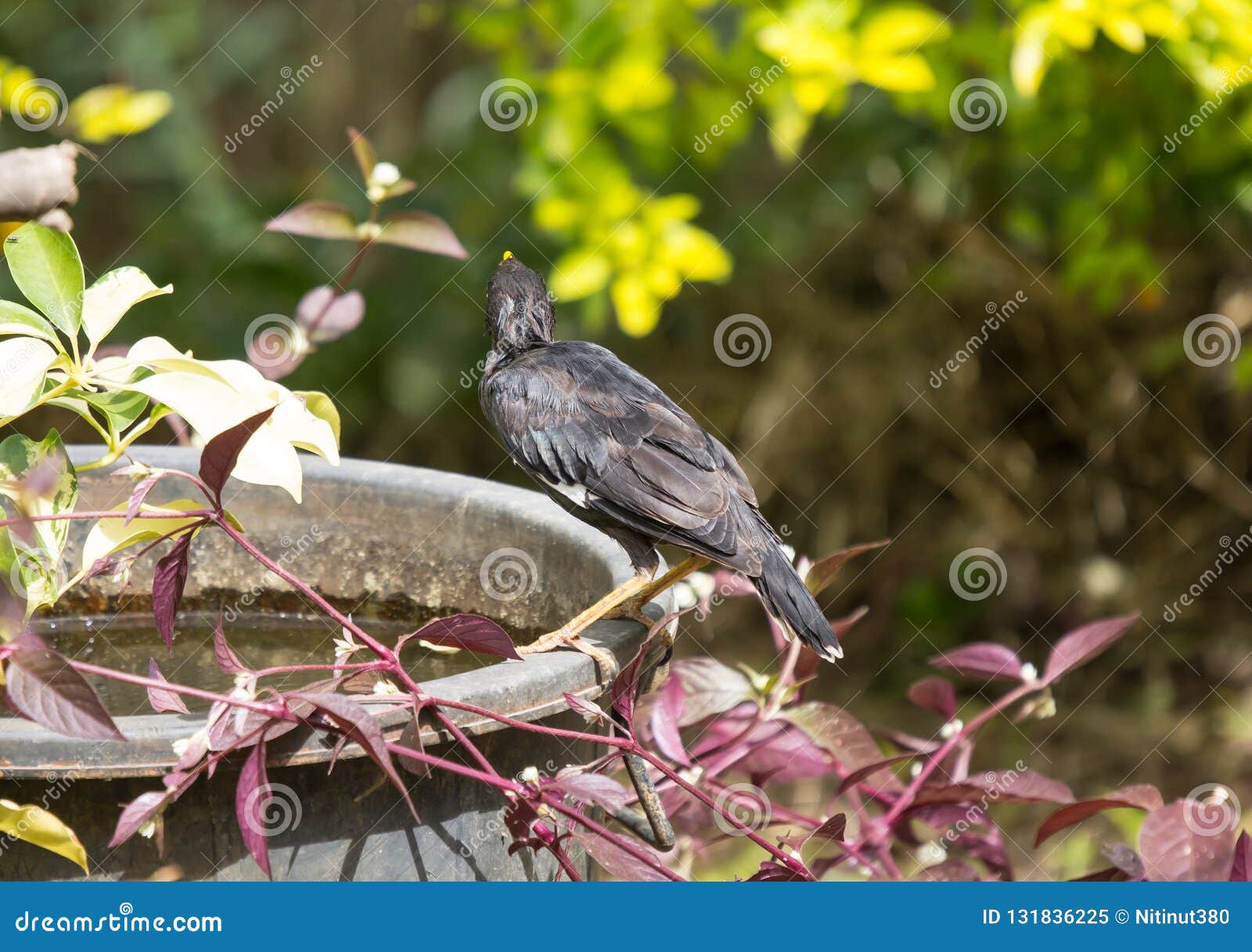 Common Myna bird stock image. Image of nature, blue - 131836225