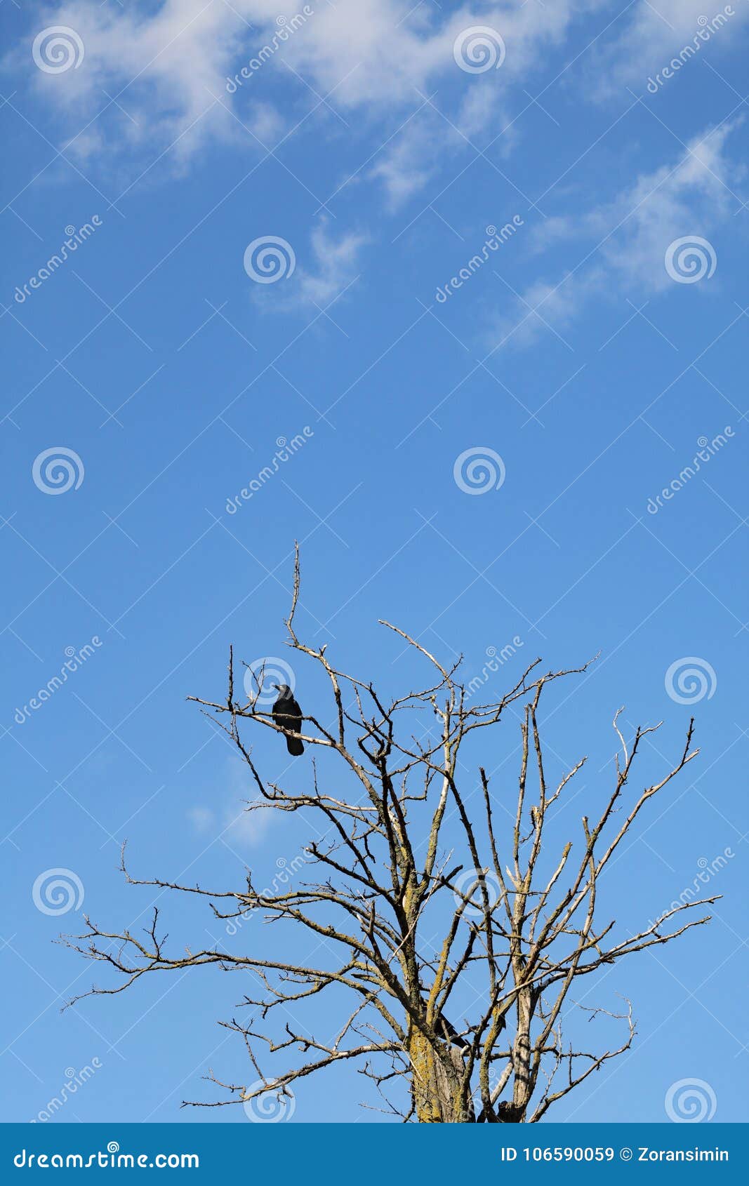 Crow at Tree with Blue Sky in Background Stock Image - Image of ...