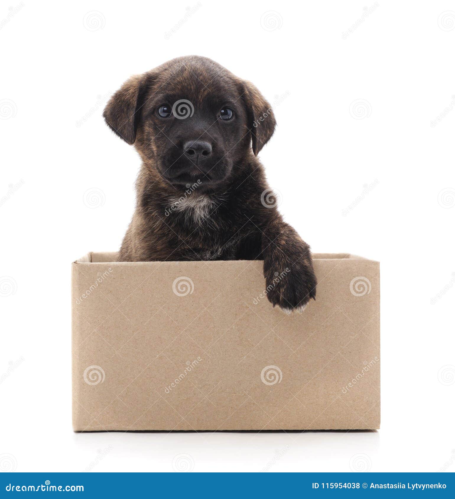 One black dog in the box. stock photo. Image of nice - 115954038