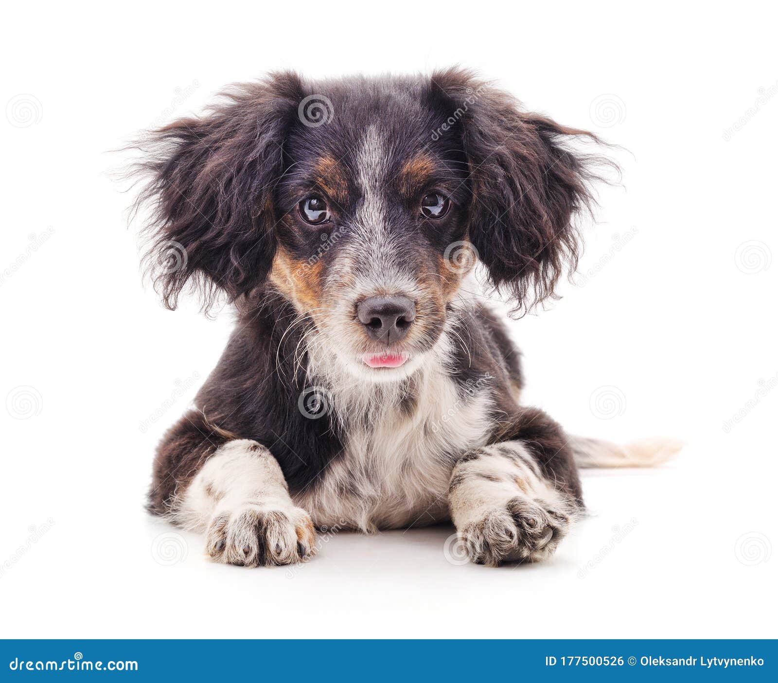 One black dog stock photo. Image of beautiful, isolated - 177500526