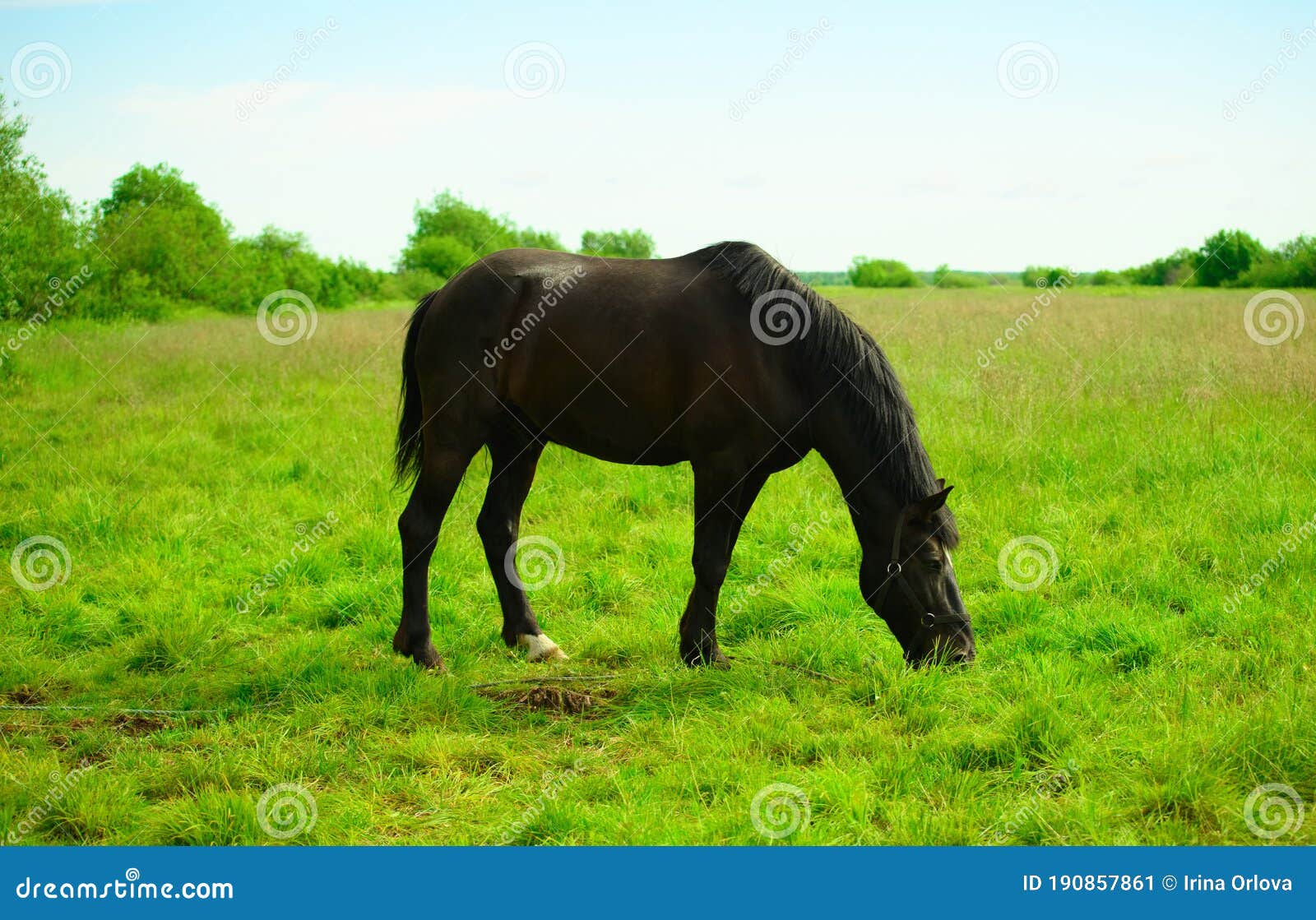 One Black Gelding is Standing on the Pasture and Eating the Grass Stock ...