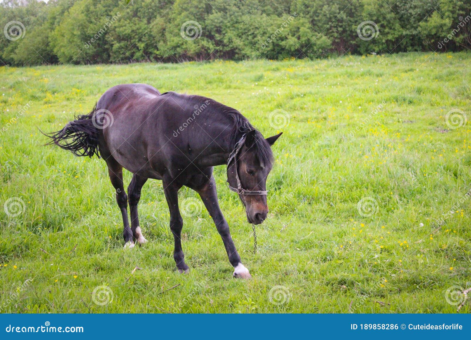 One Black Horse Grazing on a Leash in a Meadow Stock Photo - Image of ...