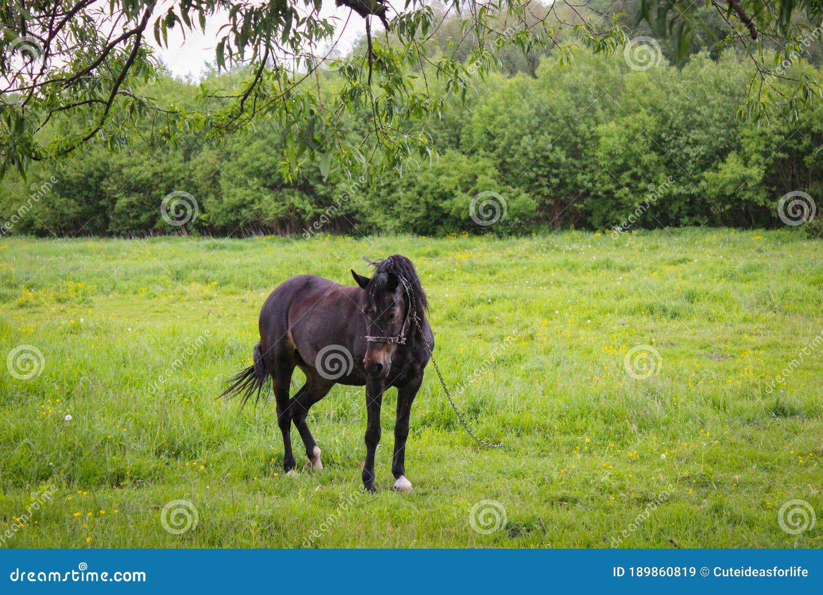 One Black Horse Grazing on a Leash in a Meadow Stock Image - Image of ...