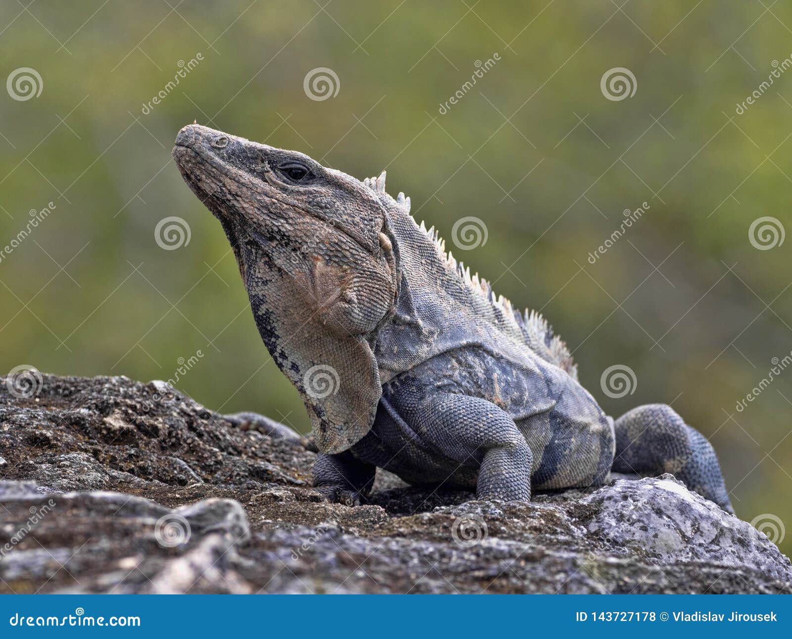 Black Iguana, Ctenosaura Similis, is a Massive Lizard, Residing Mostly ...