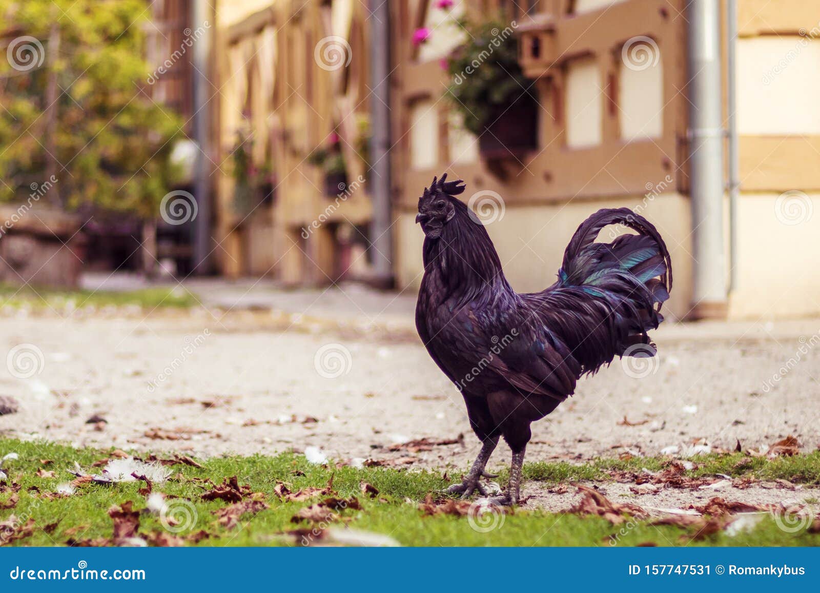 Rooster Farm Stock Photos - Download 28,929 Royalty Free Photos